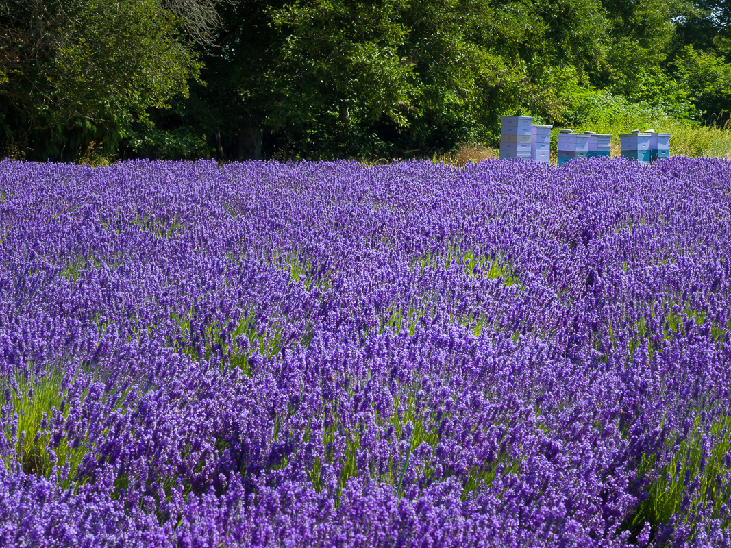 Sequim Lavender Fields – Bacon’s Blog