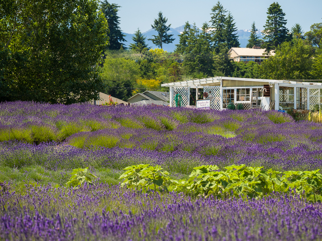 Sequim Lavender Fields – Bacon’s Blog